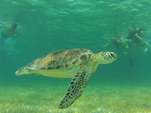 Best Things to do in Akumal | Must-see attractions 2025